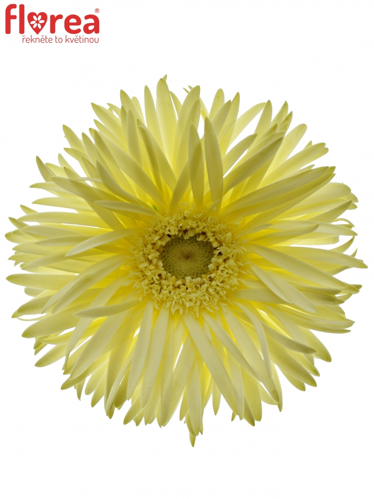 Gerbera mini MOONLIGHT