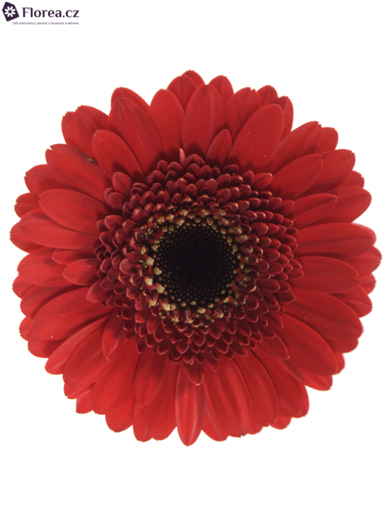 Gerbera mini NIRVANA