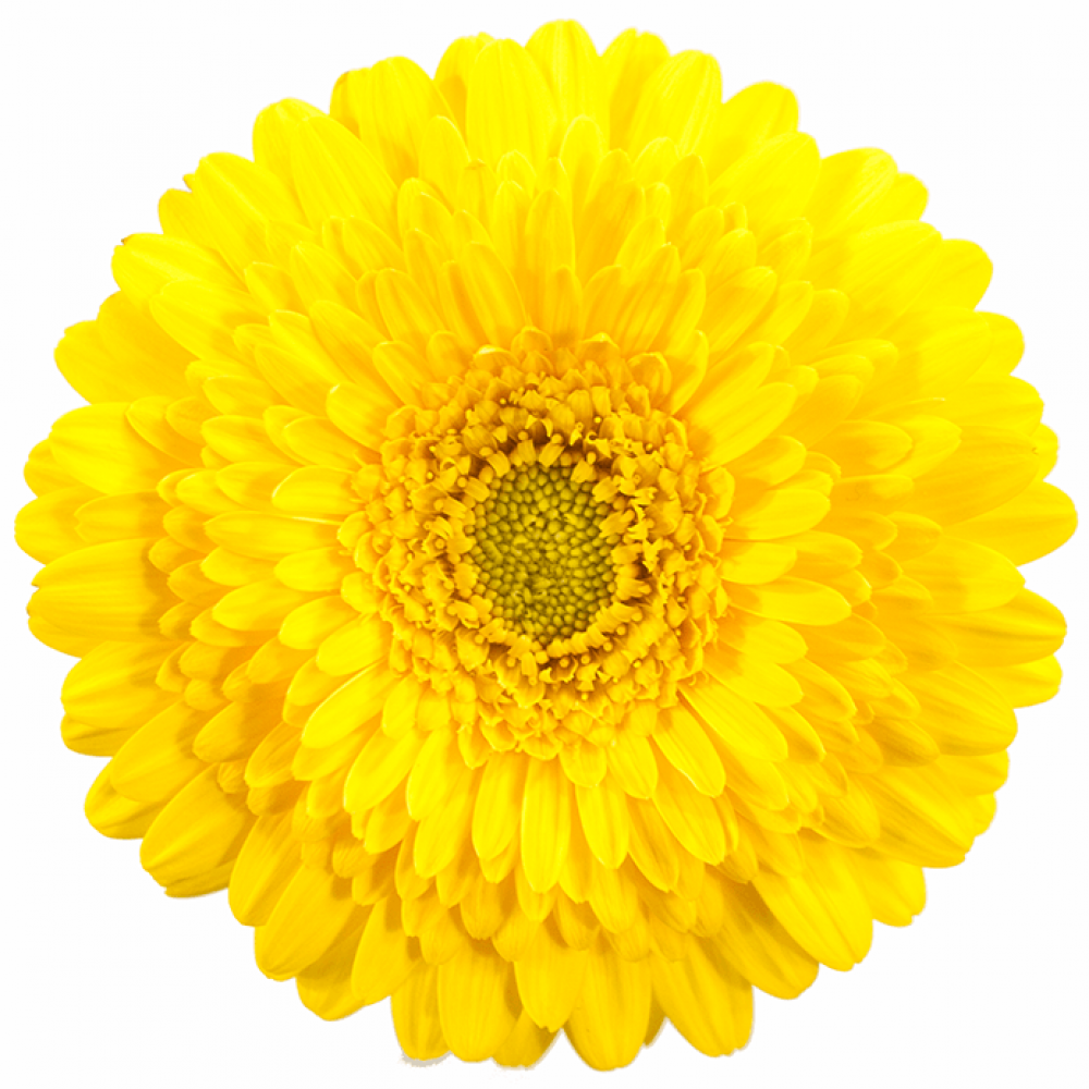 Gerbera mini GERPONI FANTASTIC