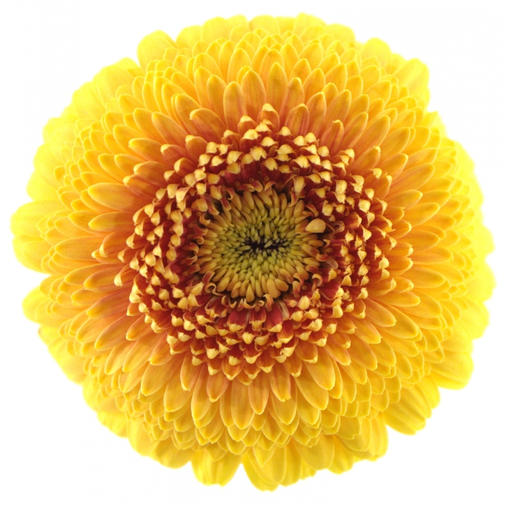 Gerbera mini POMPONI ADORE A BALL