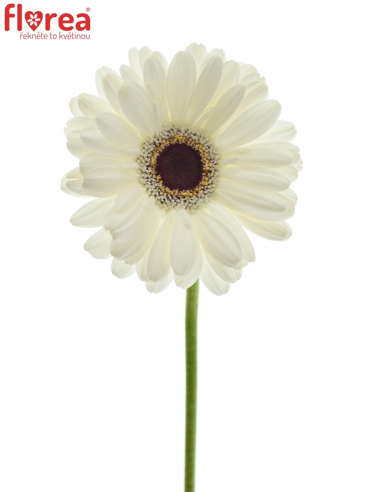 Gerbera mini SNOOPY