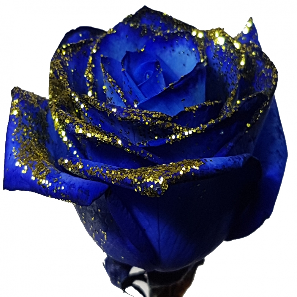 Modrá růže BLUE VENDELA + GOLD GLITTERS 70cm (M) | Florea