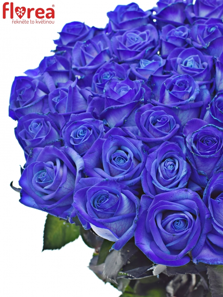 Modrá růže BLUE VENDELA 70cm (M)