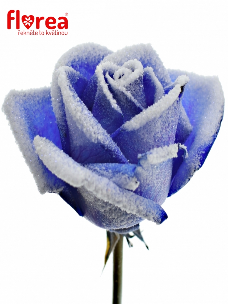 Modrá růže BLUE VENDELA FROST 70cm (M)