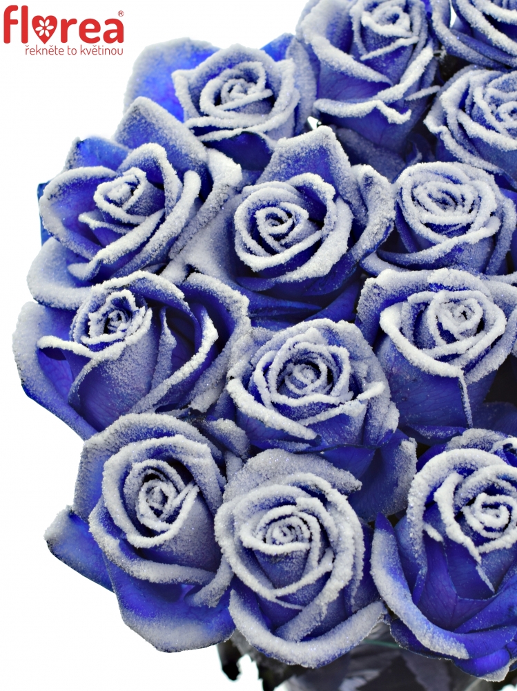 Modrá růže BLUE VENDELA FROST 70cm (M)