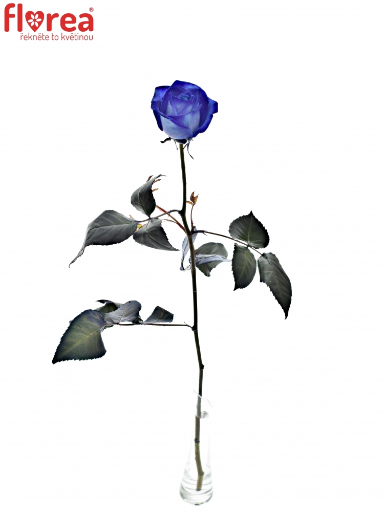 Modrá růže BLUE VENDELA 70cm (M)
