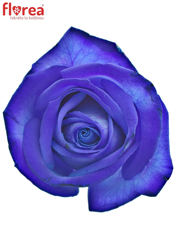 Modrá růže BLUE VENDELA 70cm (M)