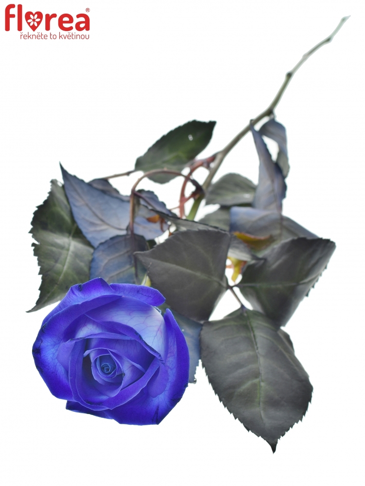 Modrá růže BLUE VENDELA 70cm (M)