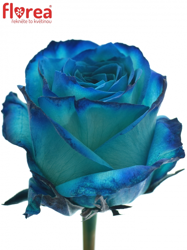 Modrá růže KRYPTONITE BLUE 60cm (XL)