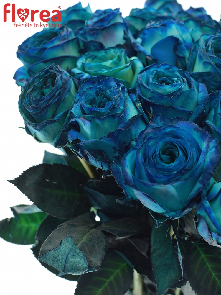 Modrá růže KRYPTONITE BLUE 60cm (XL)