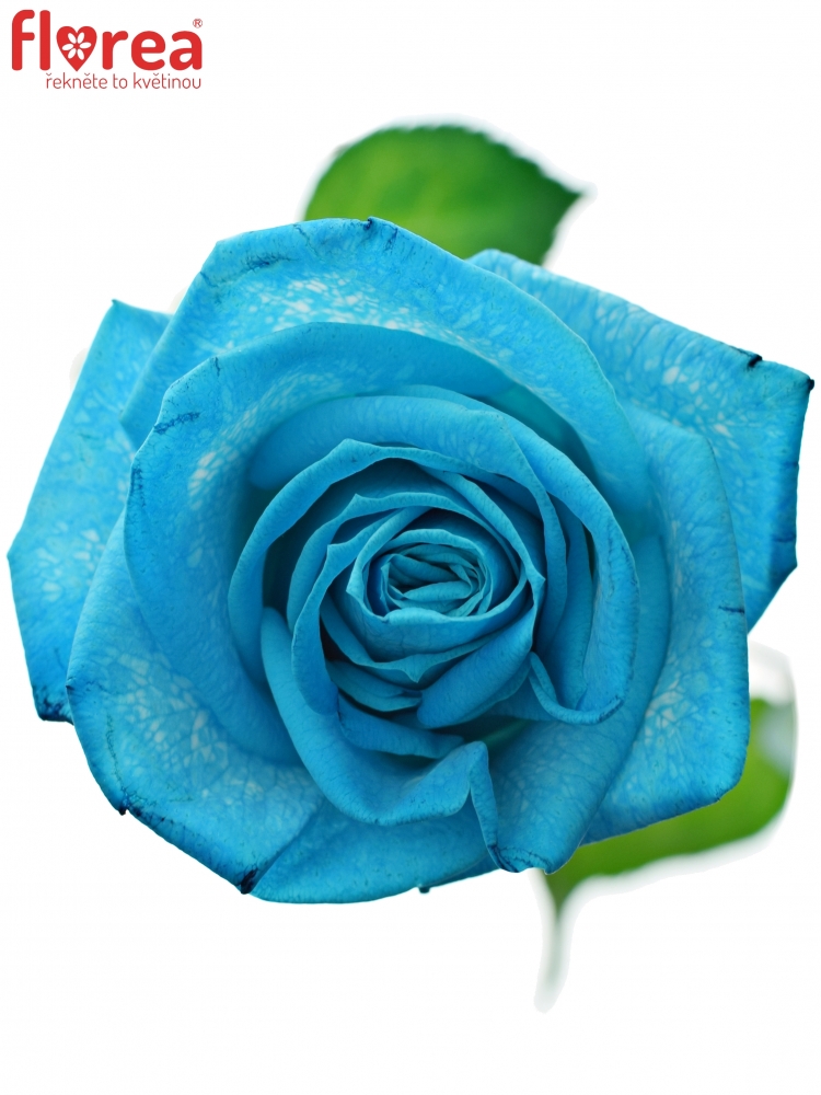 Modrá růže LIGHT BLUE VENDELA 60cm (M)