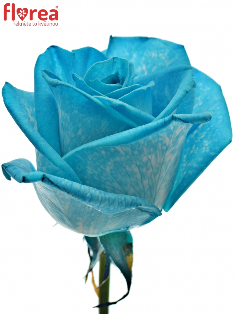 Modrá růže LIGHT BLUE VENDELA 70cm (M)