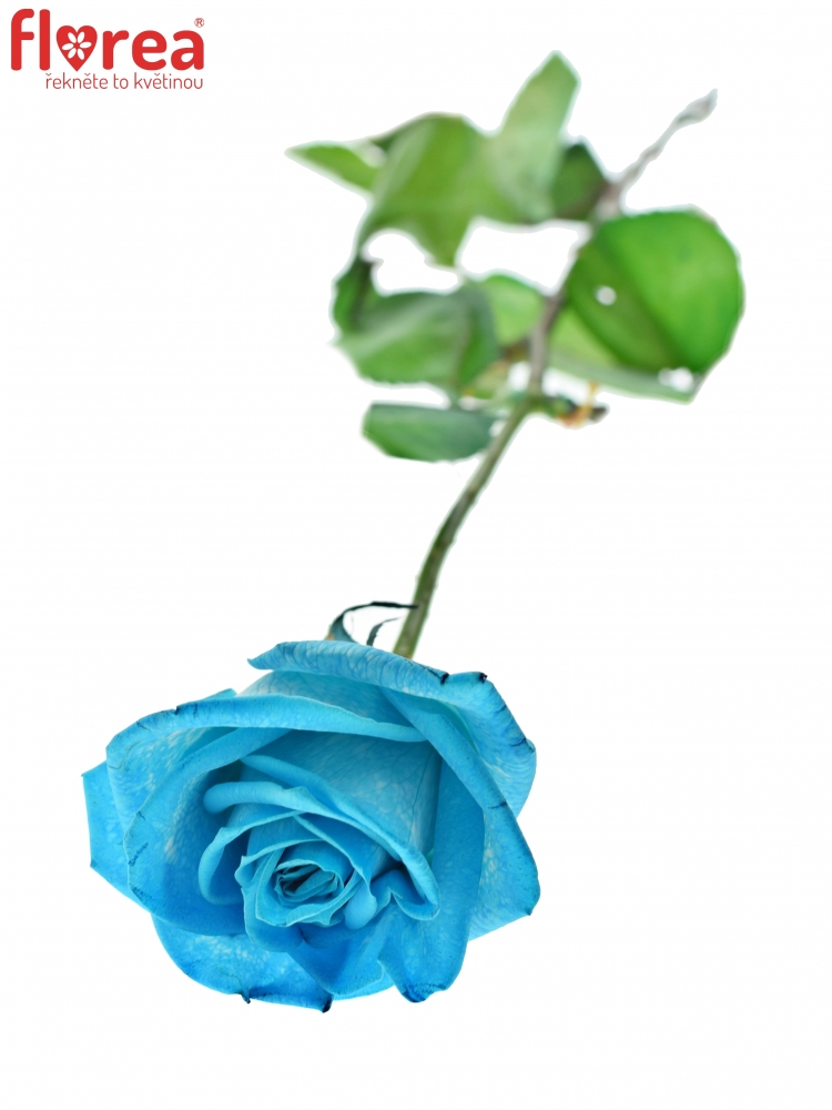 Modrá růže LIGHT BLUE VENDELA 60cm (M)