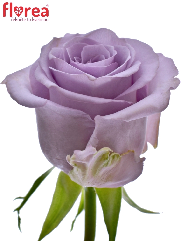 Modrá růže OCEAN BLUE 40cm (L)