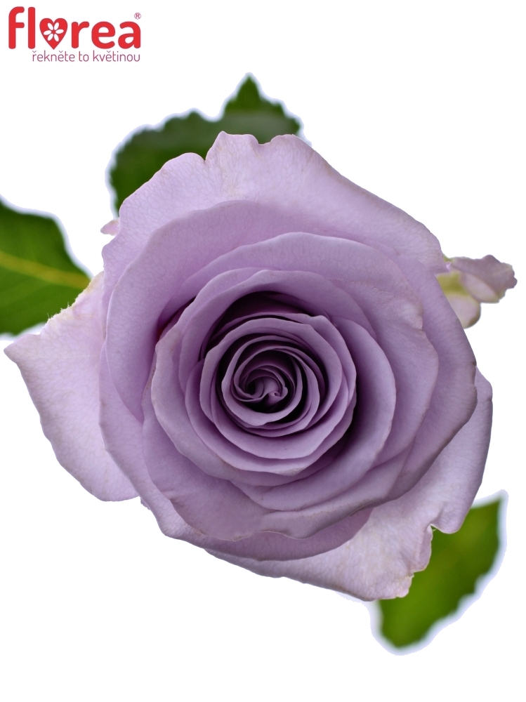 Modrá růže OCEAN BLUE 40cm (L)