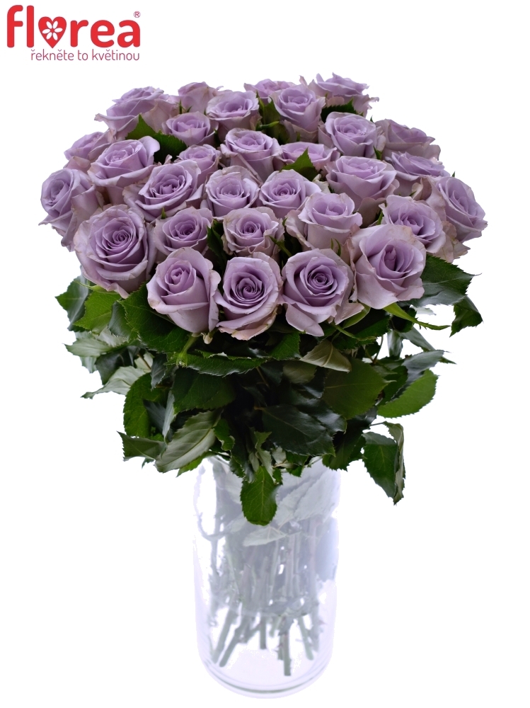 Modrá růže OCEAN BLUE 40cm (L)