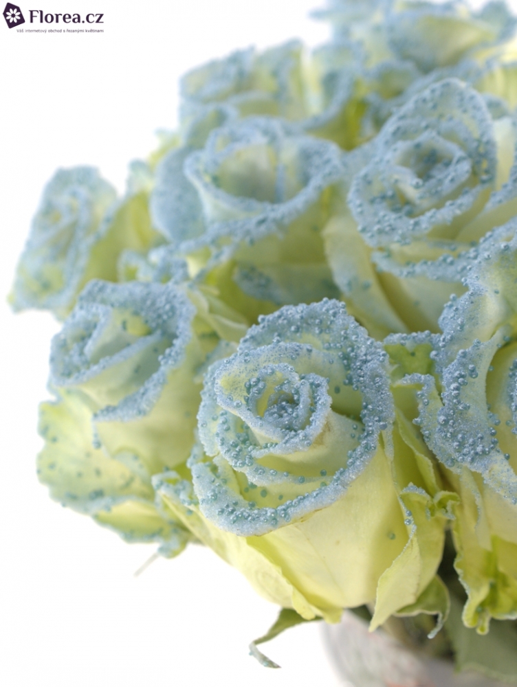Modrá růže PEARL BLUE 60cm (L)