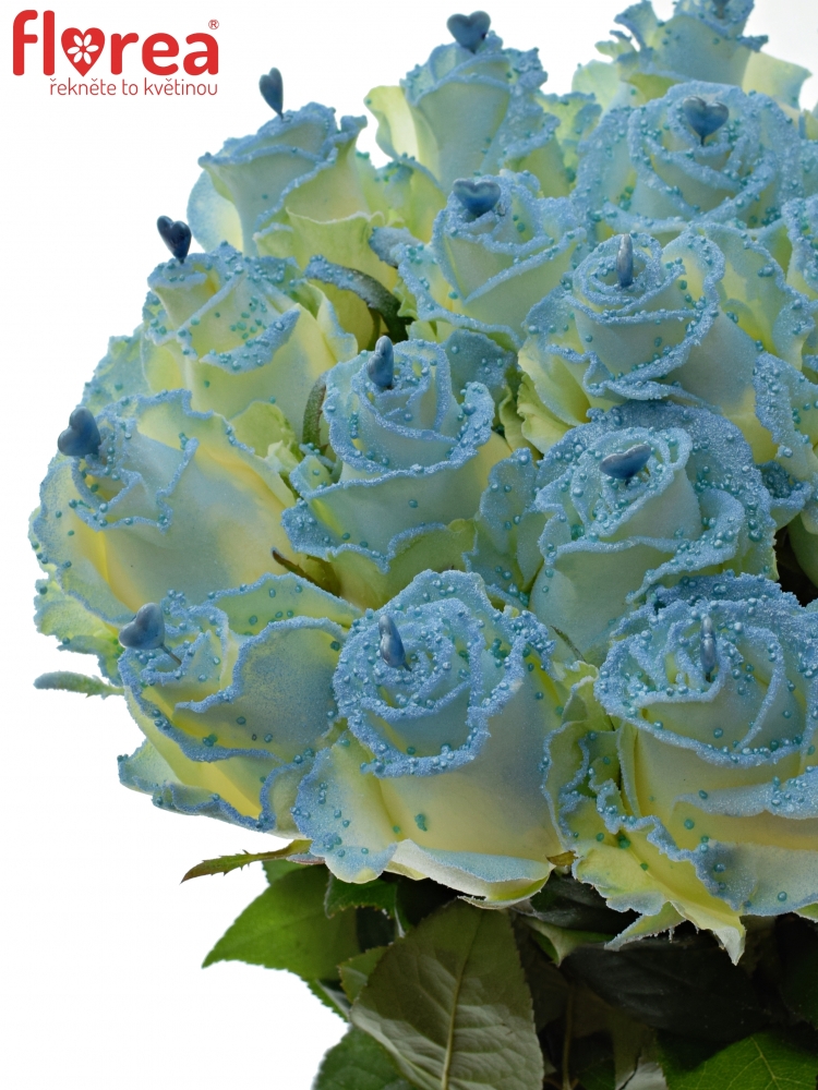 Modrá růže PEARL BLUE LOVE 60cm (L)