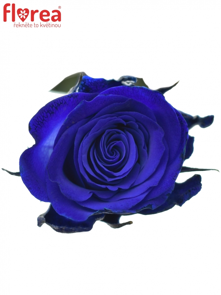 Modrá trsová růže BLUE JOSEPHINA 60cm/2+ (S)