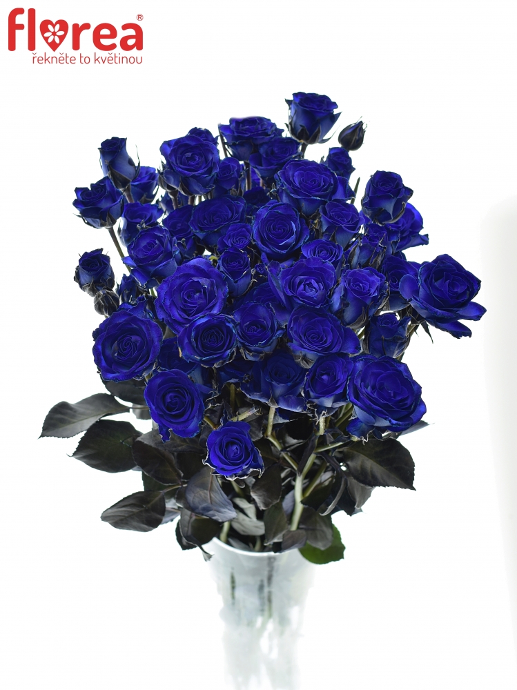 Modrá trsová růže BLUE JOSEPHINA 60cm/2+ (S)