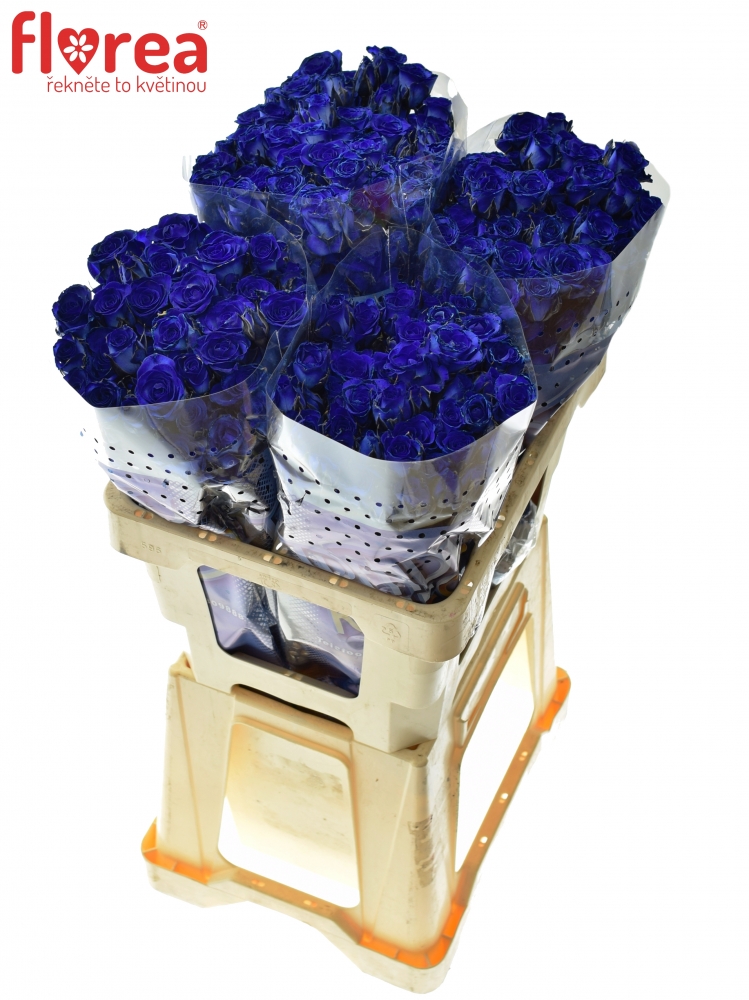 Modrá trsová růže BLUE JOSEPHINA 60cm/2+ (S)
