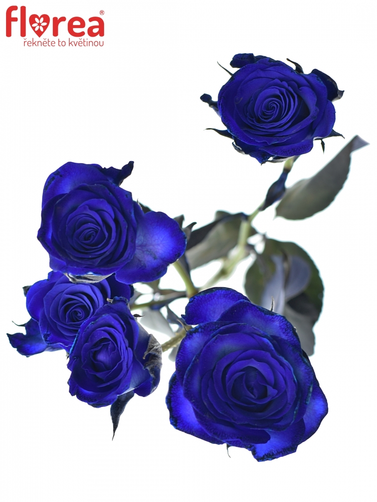 Modrá trsová růže BLUE JOSEPHINA 60cm/2+ (S)