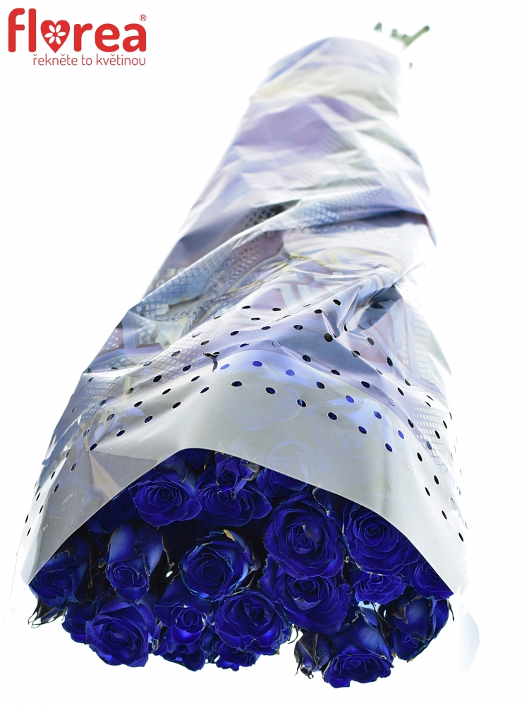 Modrá trsová růže BLUE JOSEPHINA 60cm/2+ (S)