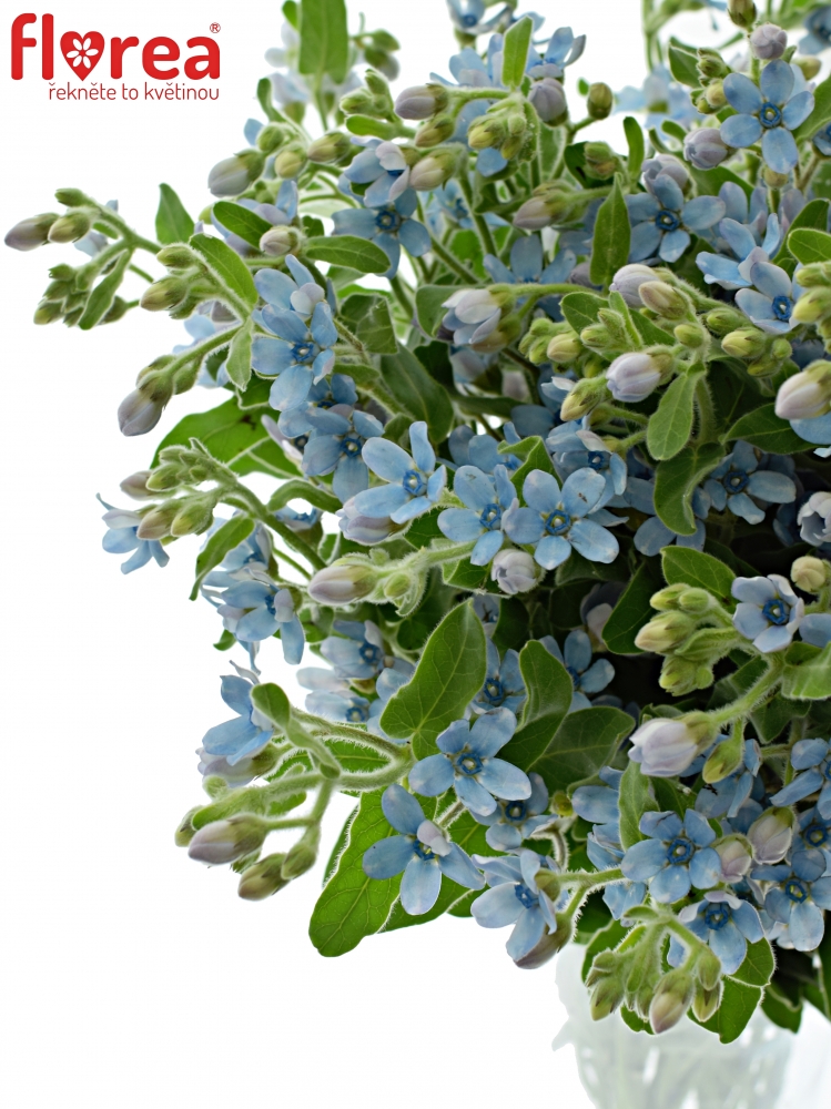 Oxypetal TANIOKA PURE BLUE 45cm