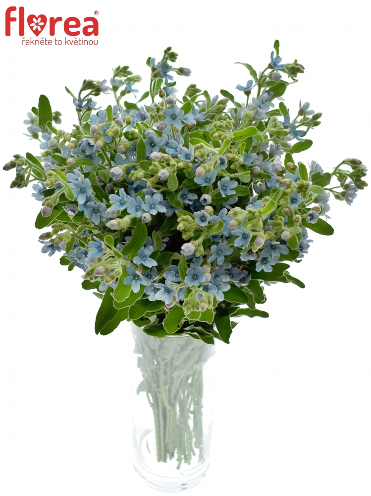 Oxypetal TANIOKA PURE BLUE 35cm