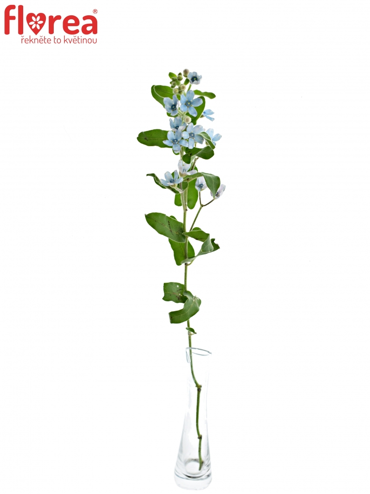 Oxypetal TANIOKA PURE BLUE 35cm