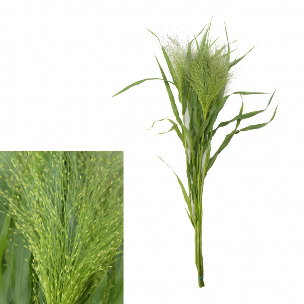 PANICUM FOUNTAIN 80cm