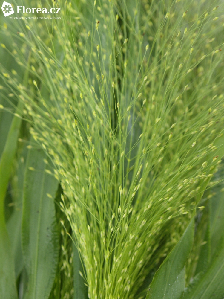 PANICUM FOUNTAIN 60cm