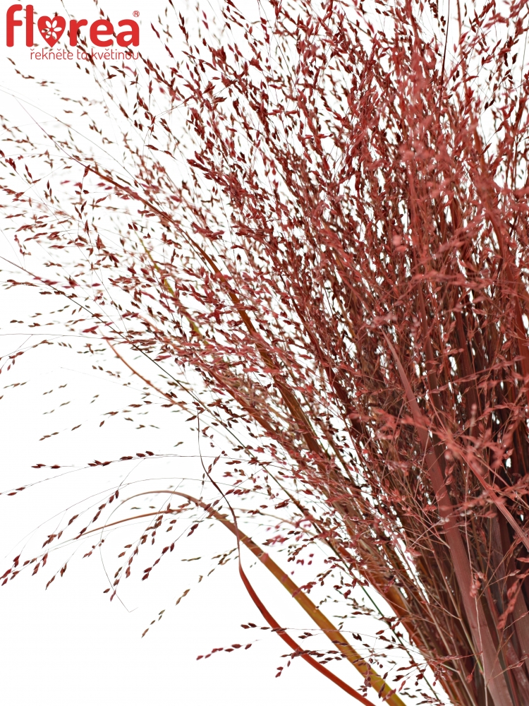 Panicum barvené FOUNTAIN RED 90cm