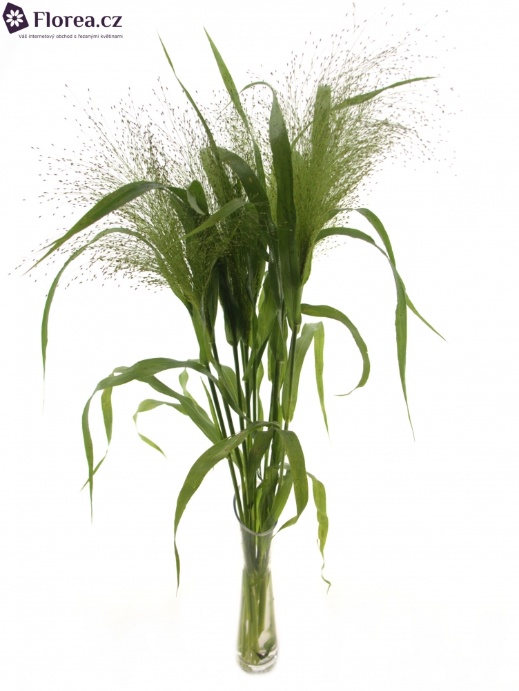 PANICUM FOUNTAIN 65cm