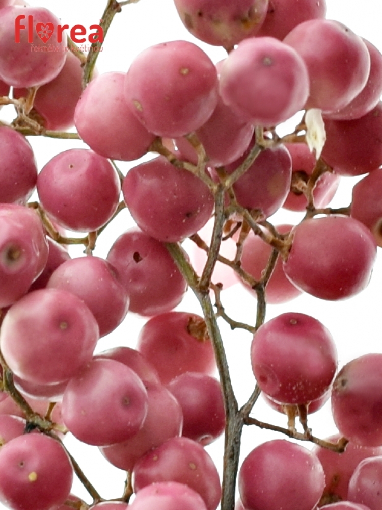 PEPPER BERRIES