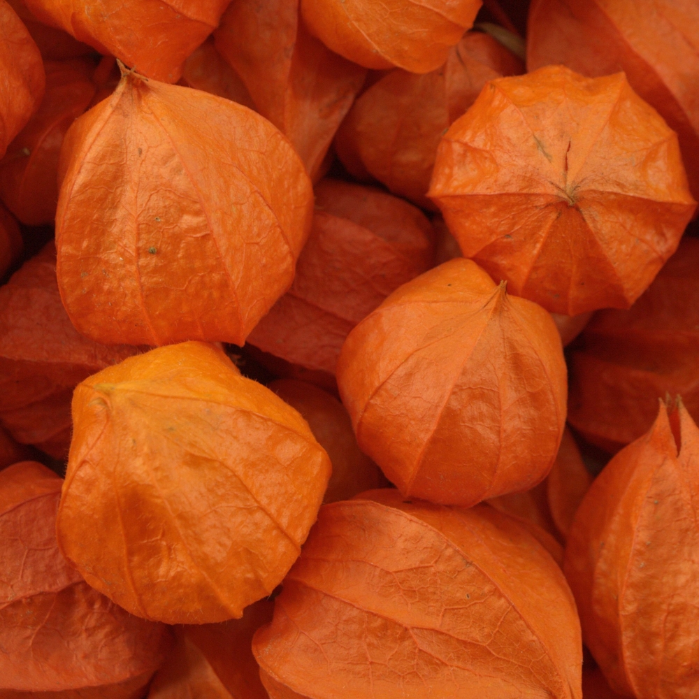 PHYSALIS LAMPION x100