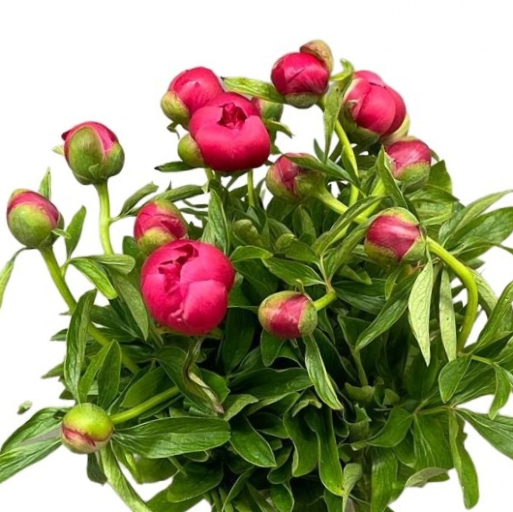 Pivoňka OFFICINALIS ROSEA PLENA 35cm
