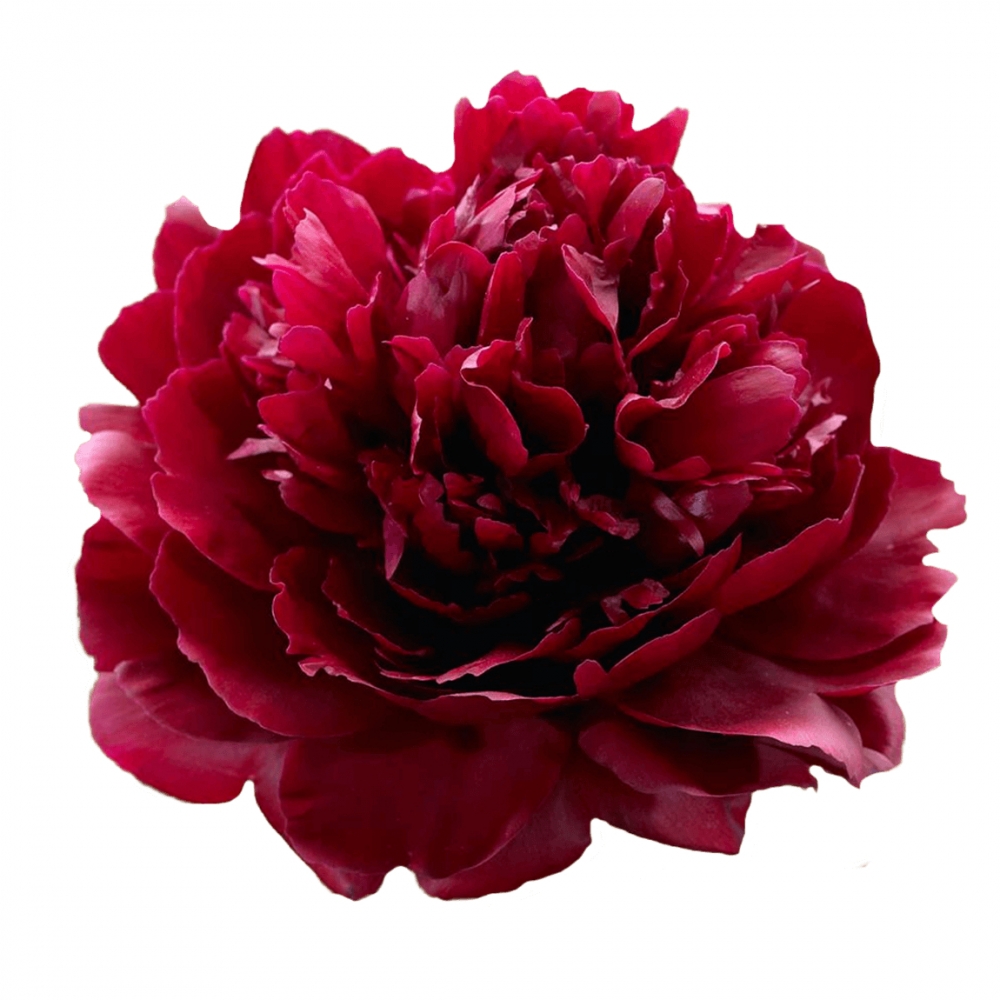 Pivoňka RED SARAH BERNHARDT 60cm