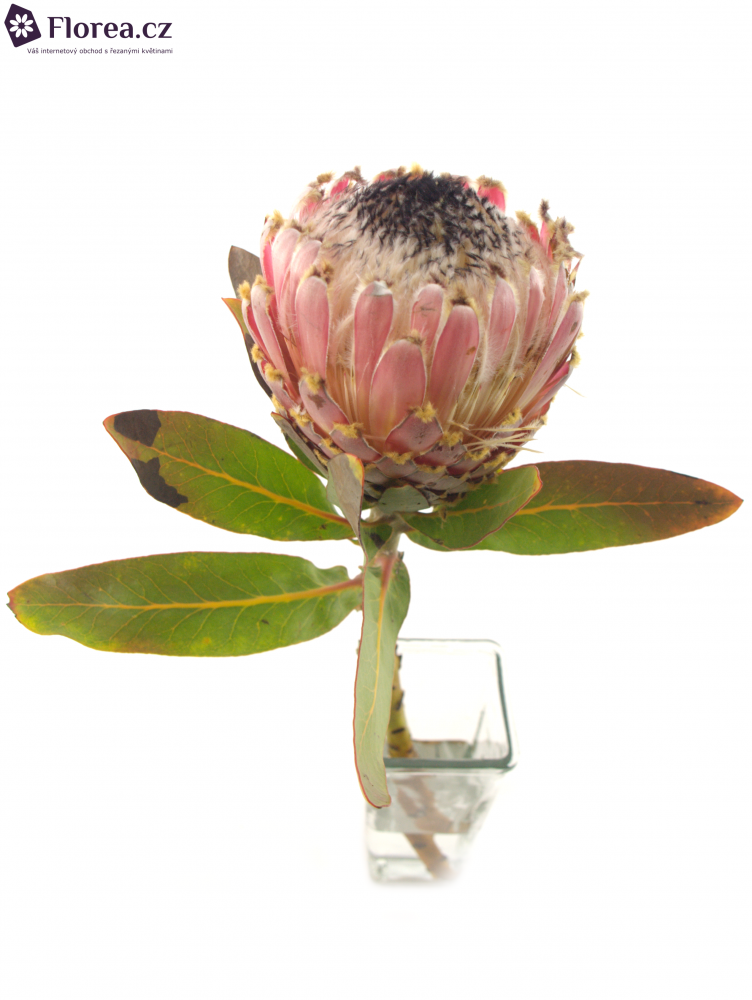 Protea BARBIGERA 35cm