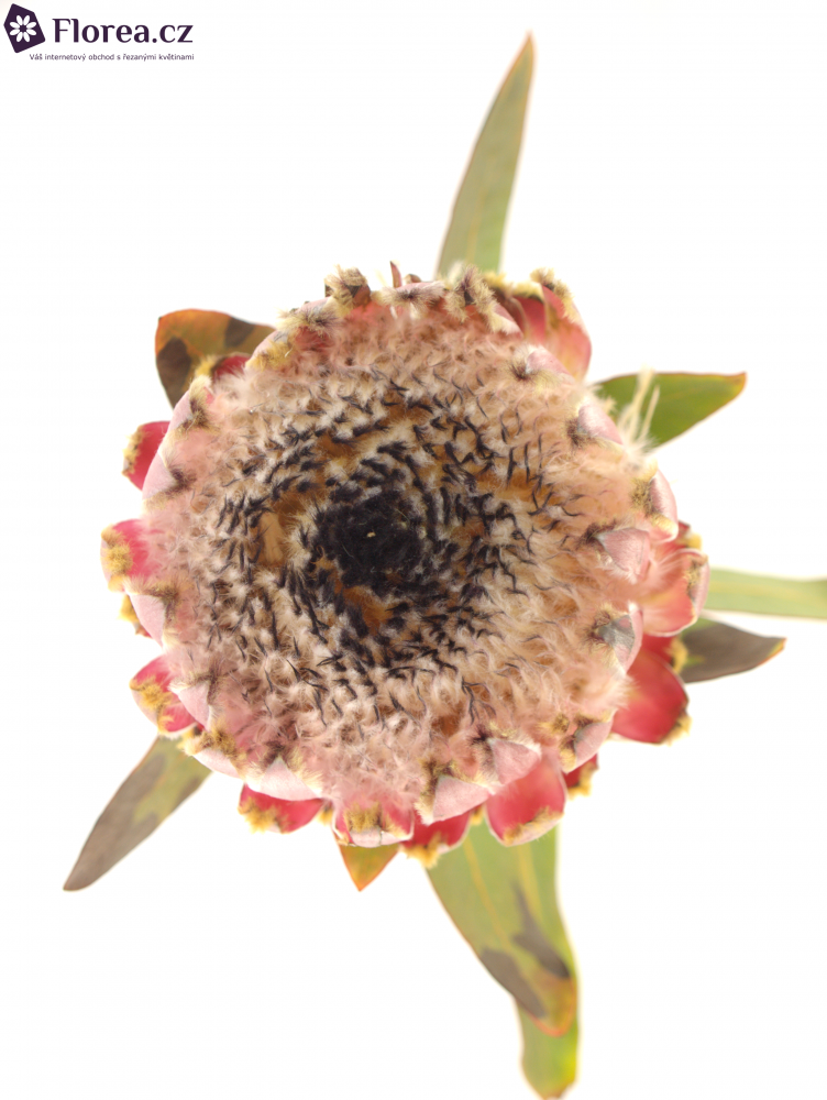 Protea BARBIGERA 35cm