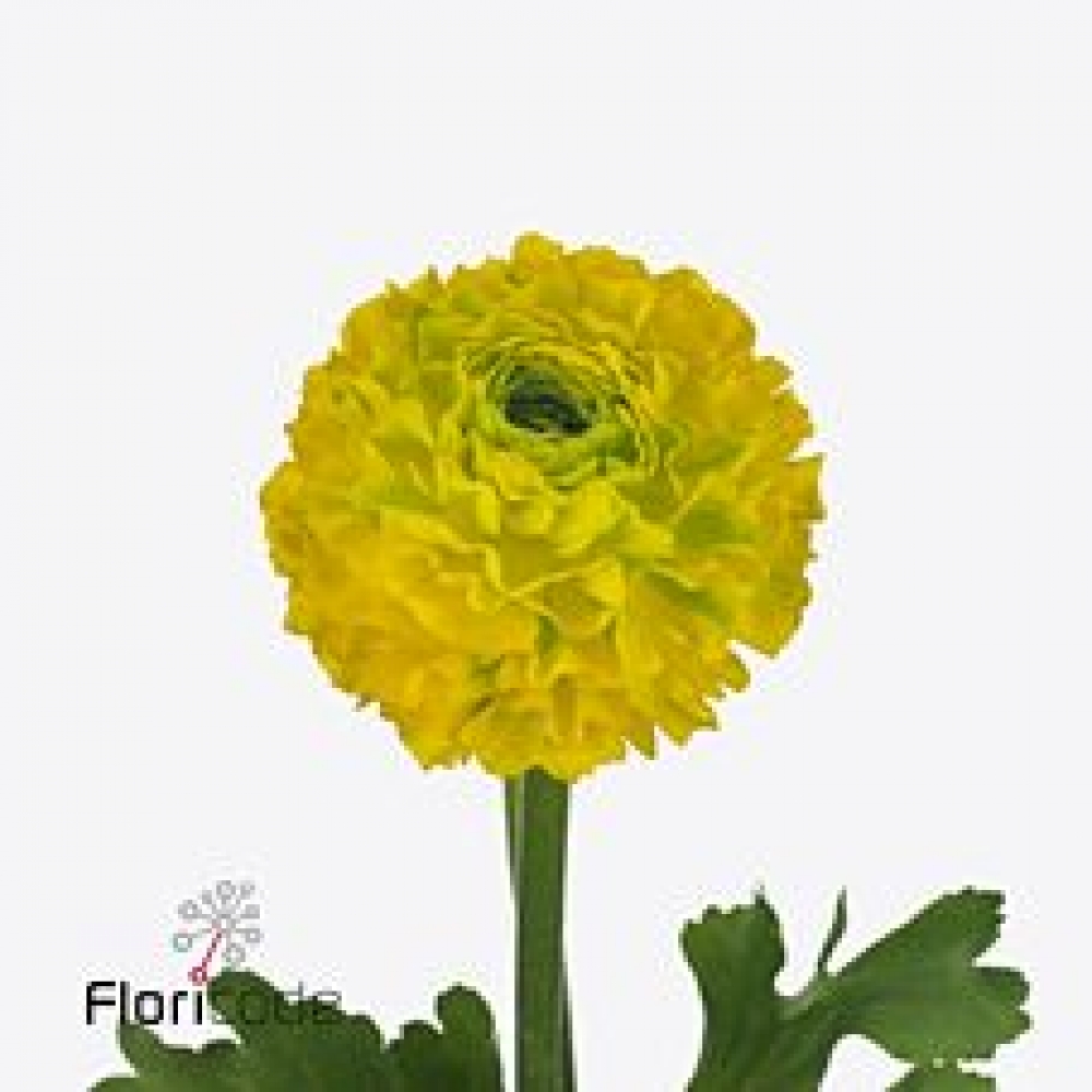 Pryskyřník ASIATICUS PON PON STELLA 40cm/40g