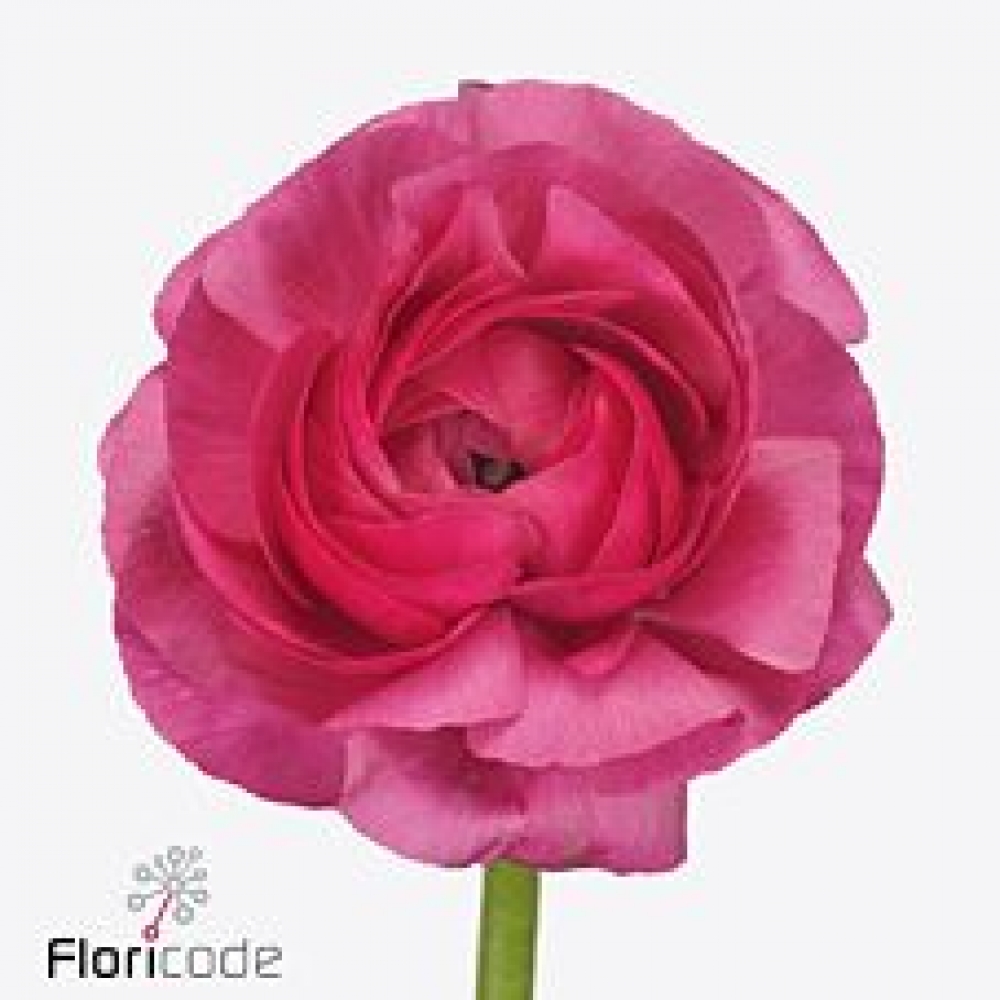 Pryskyřník asijský DOLCEVITA HOT PINK 36cm/30g