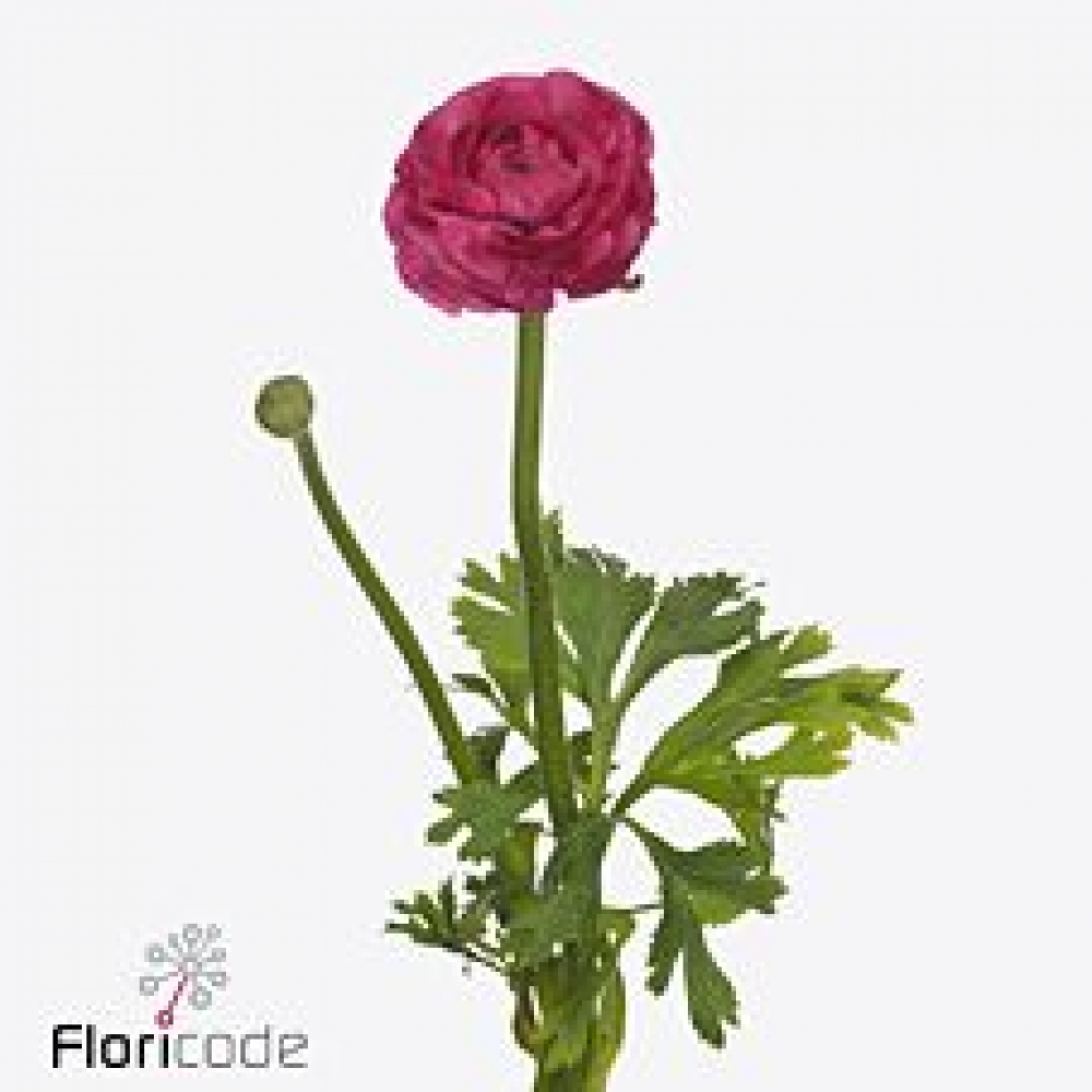 Pryskyřník asijský DOLCEVITA HOT PINK 36cm/30g