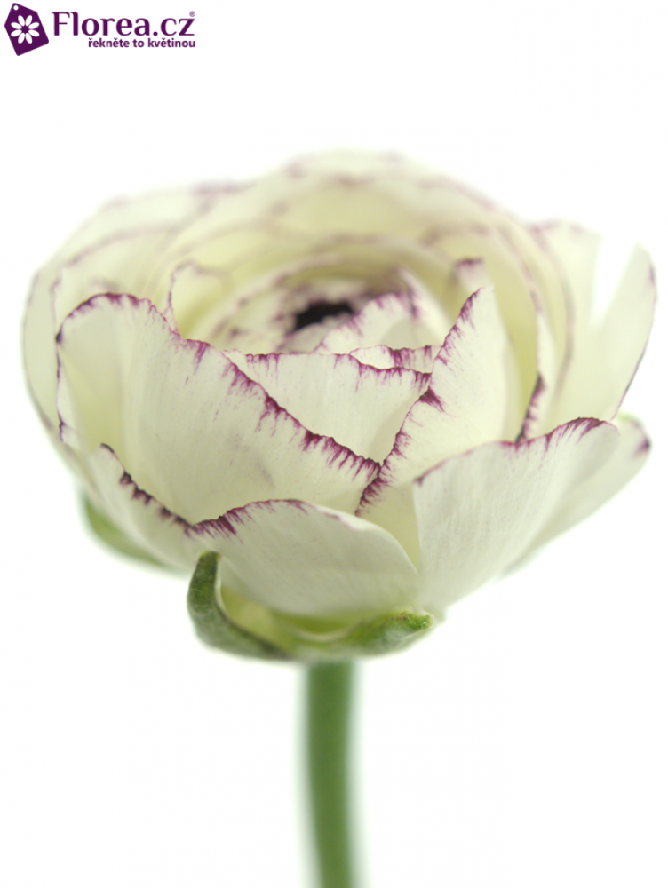 RANUNCULUS AMANDINE CAPPUCCINO | Florea