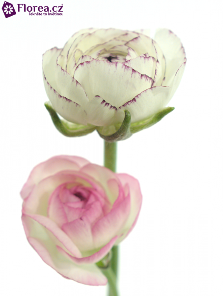 RANUNCULUS AMANDINE CAPPUCCINO | Florea