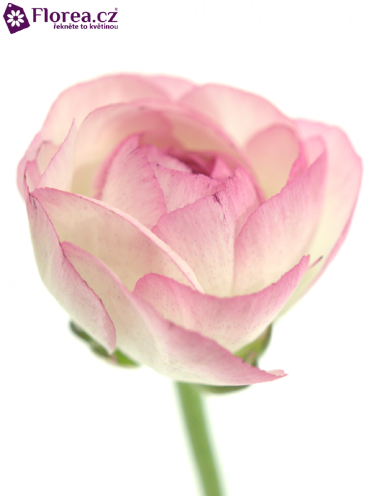 RANUNCULUS AMANDINE CAPPUCCINO | Florea