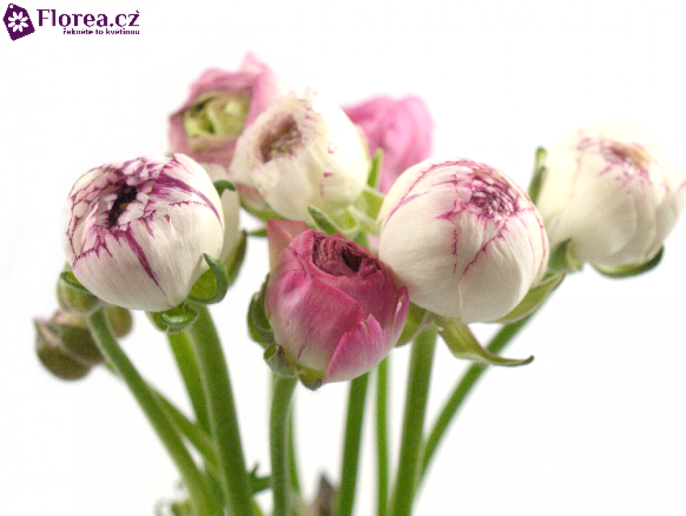 Pryskyřník asijský ANDREA CAPPUCCINO 46cm/16g