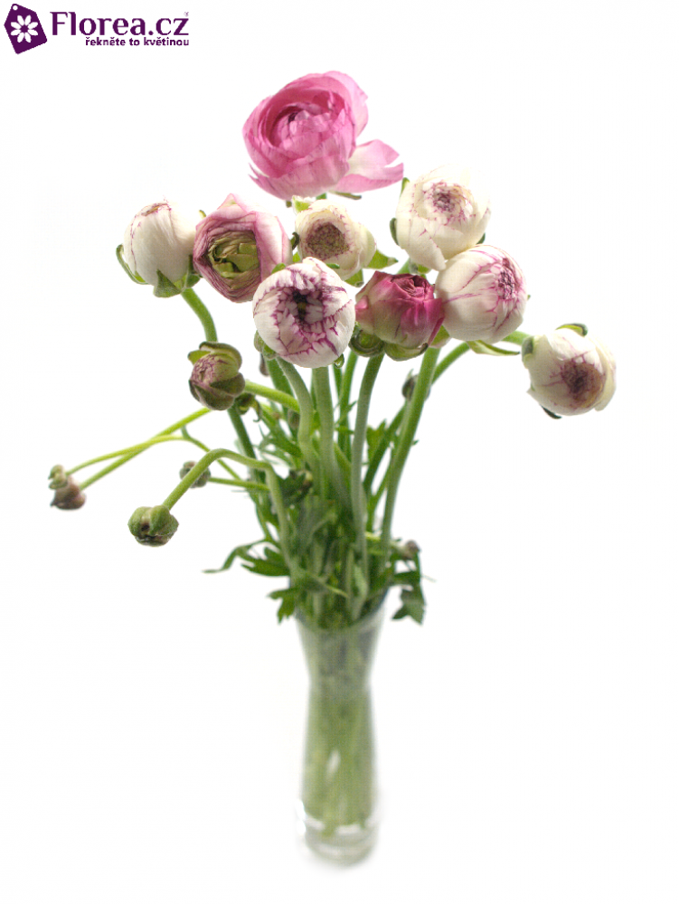 Pryskyřník asijský ANDREA CAPPUCCINO 46cm/16g