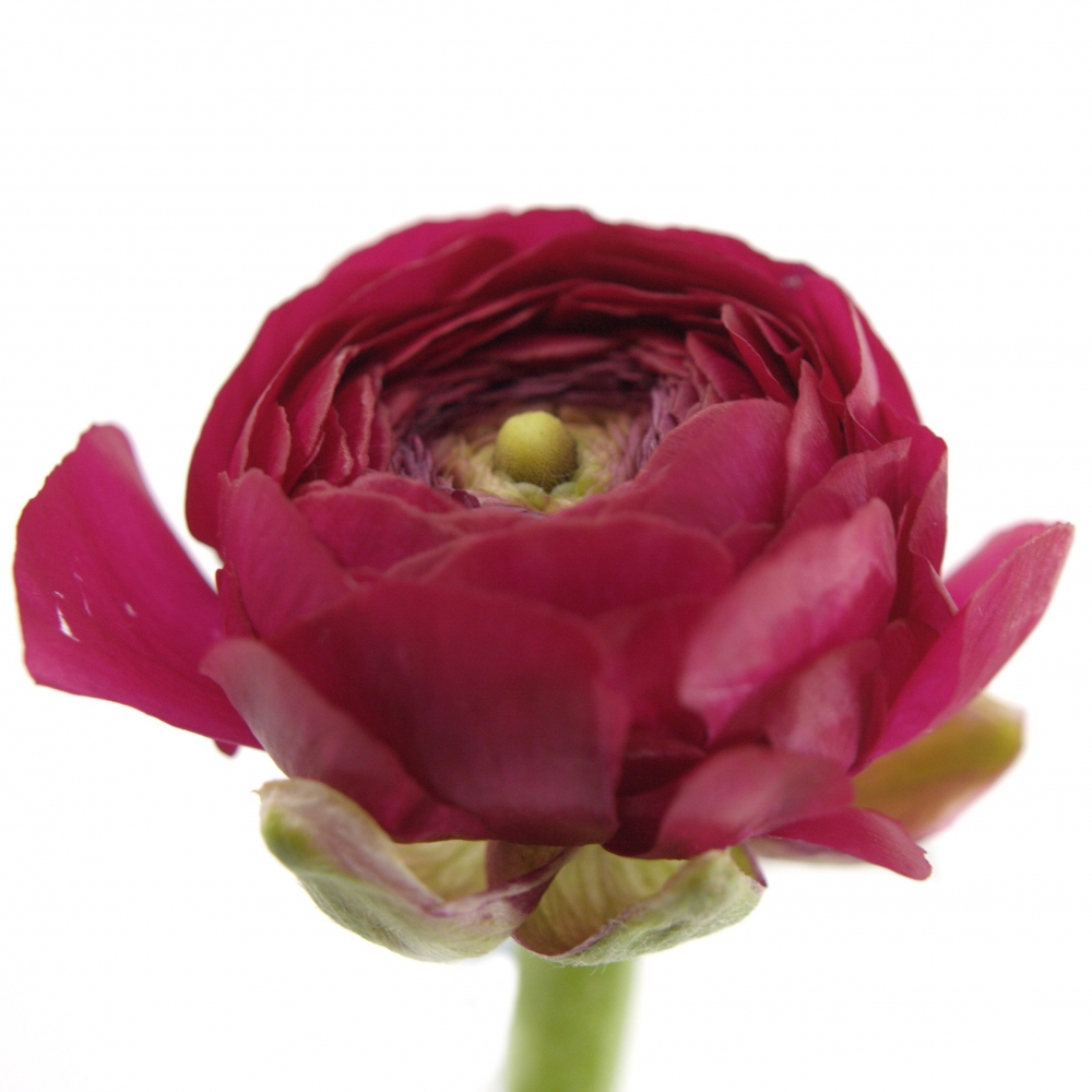 Pryskyřník asijský ELEGANCE HOT PINK 40cm/18g