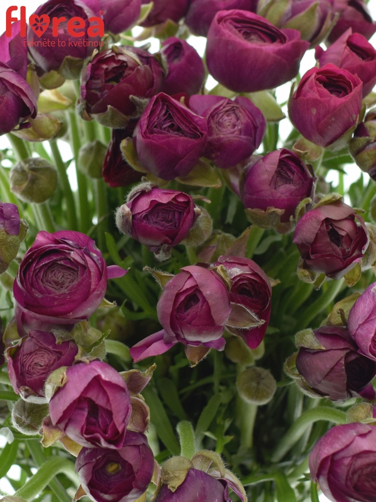 Pryskyřník asijský PAULINE VIOLET 36cm/23g